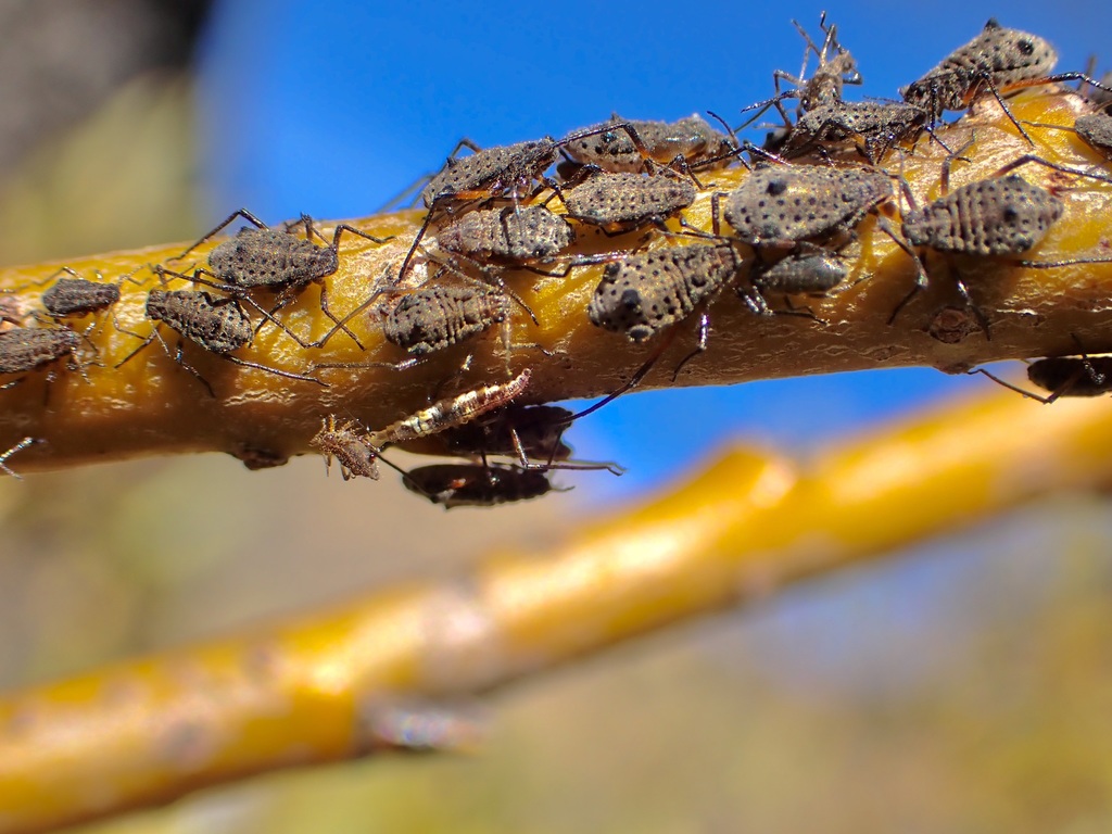 Giant Willow Aphid from Glendhu Bay 9382, New Zealand on April 6, 2021 ...
