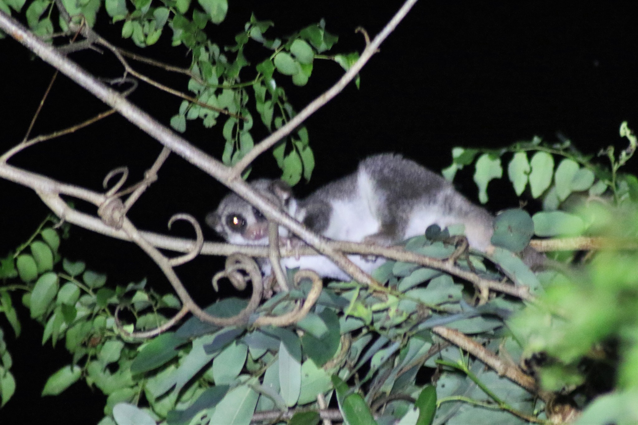 Cheirogaleus medius É.Geoffroy Saint-Hilaire, 1812