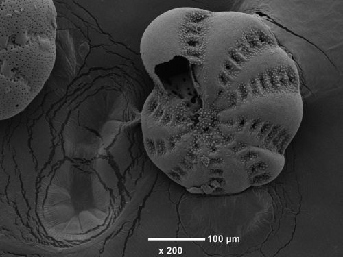 Elphidium limbatum · iNaturalist Ecuador