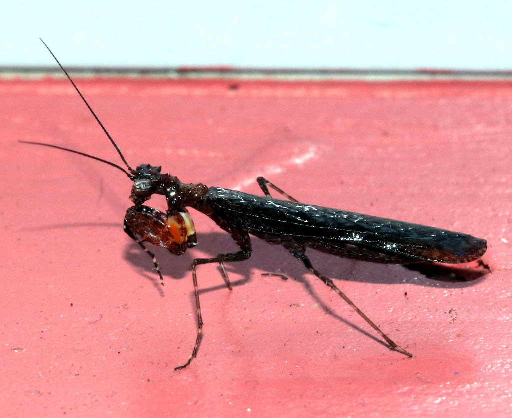 Southern Boxer Bark Mantis in February 2017 by juliegraham173 · iNaturalist