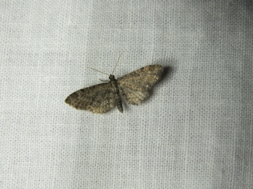 Grey Pug Moth from Нагорский р-н, Кировская обл., Россия on June 12 ...