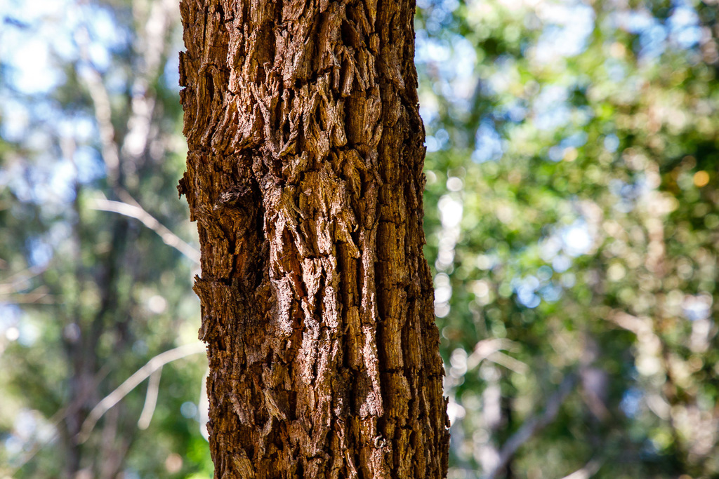 Forest sheoak from Numinbah Valley QLD 4211, Australia on April 11 ...