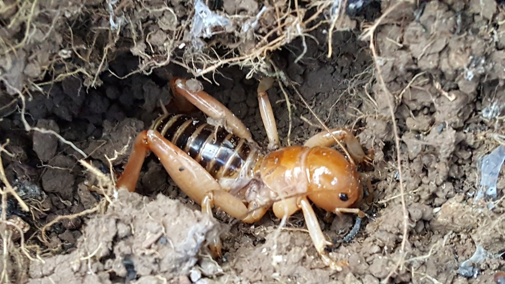 North American Jerusalem Crickets from Sonoma County, CA, USA on ...