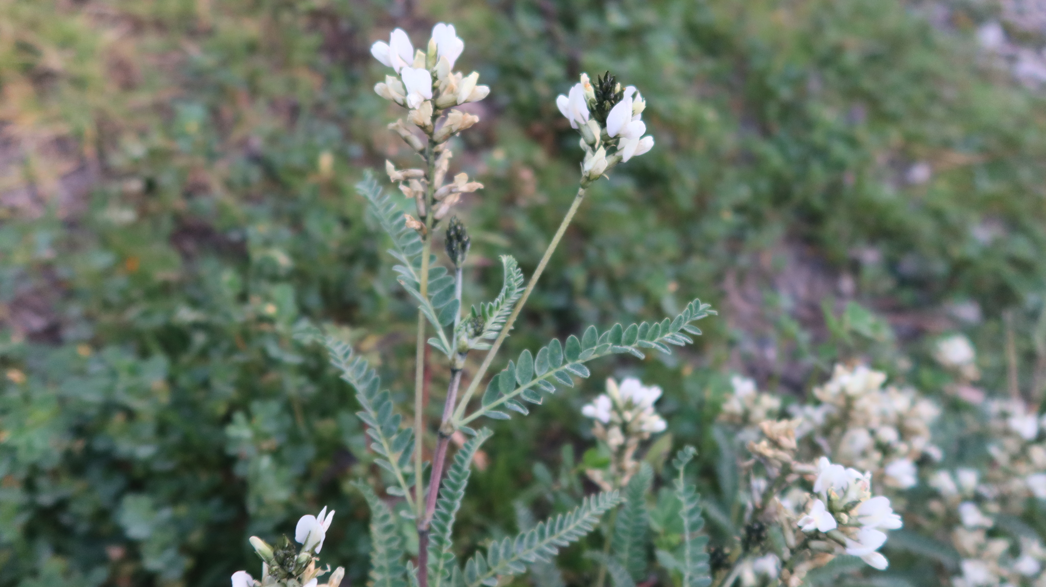 Astragalus garbancillo Cav.