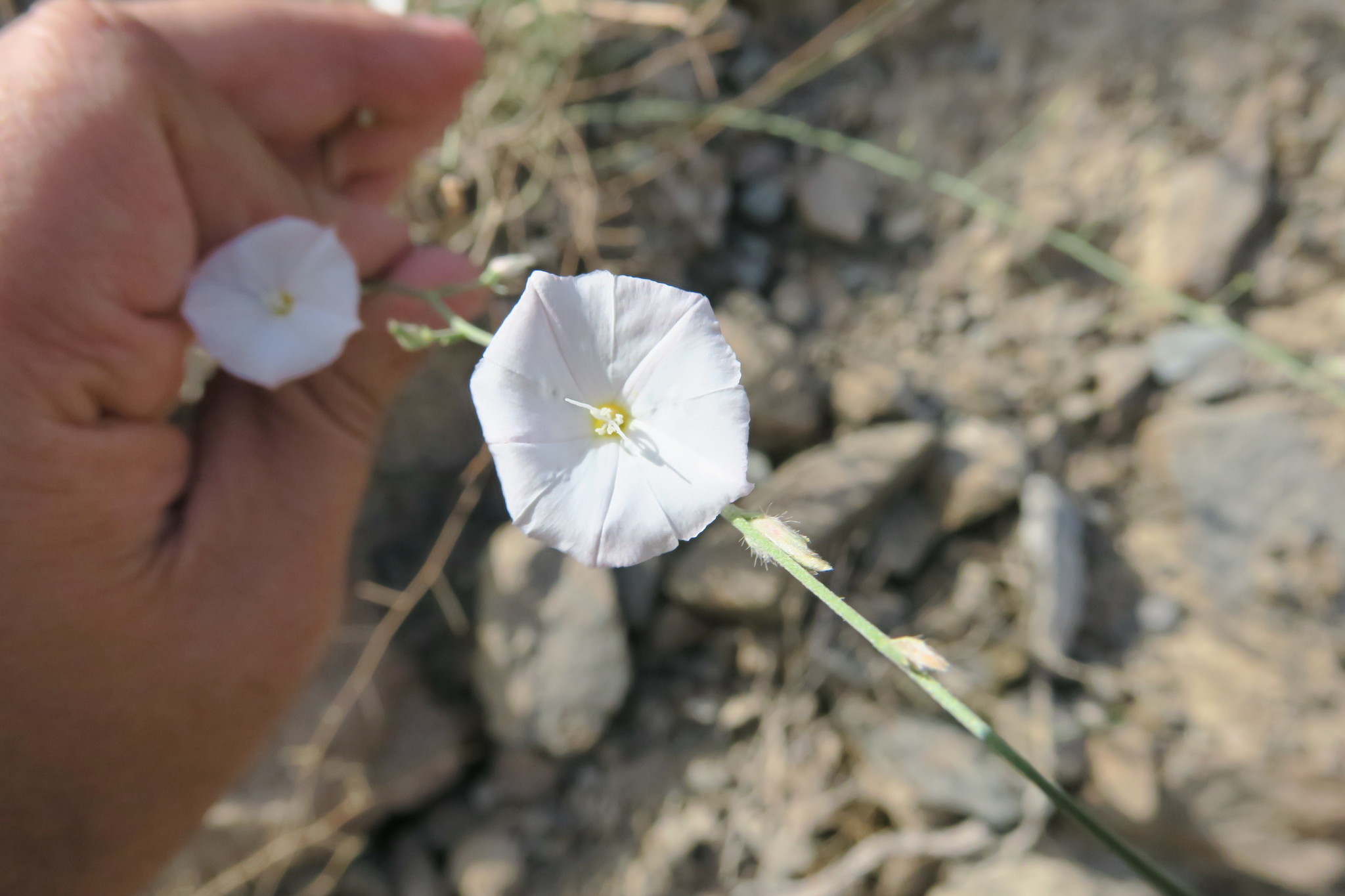 Convolvulus prostratus Forssk.