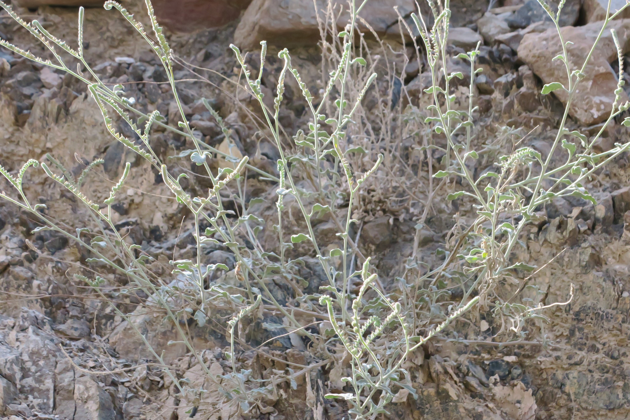 Echiochilon persicum (Burm.fil.) I.M.Johnst.