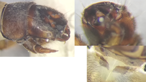 Hydropsyche saxonica · NaturaLista Colombia