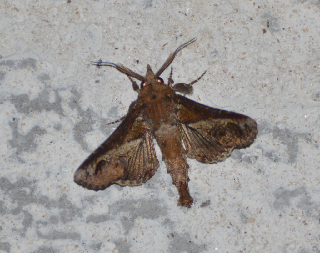 Clouded Paectes Moth (Notodontidae, Euteliidae, Nolidae of the United ...