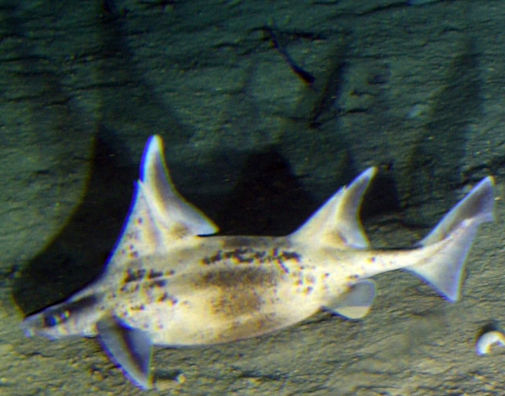 Caribbean Roughshark from Honduras on February 1, 2020 at 08:20 PM by ...