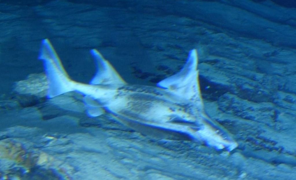 Caribbean Roughshark from Honduras on April 4, 2020 at 11:10 PM by ...