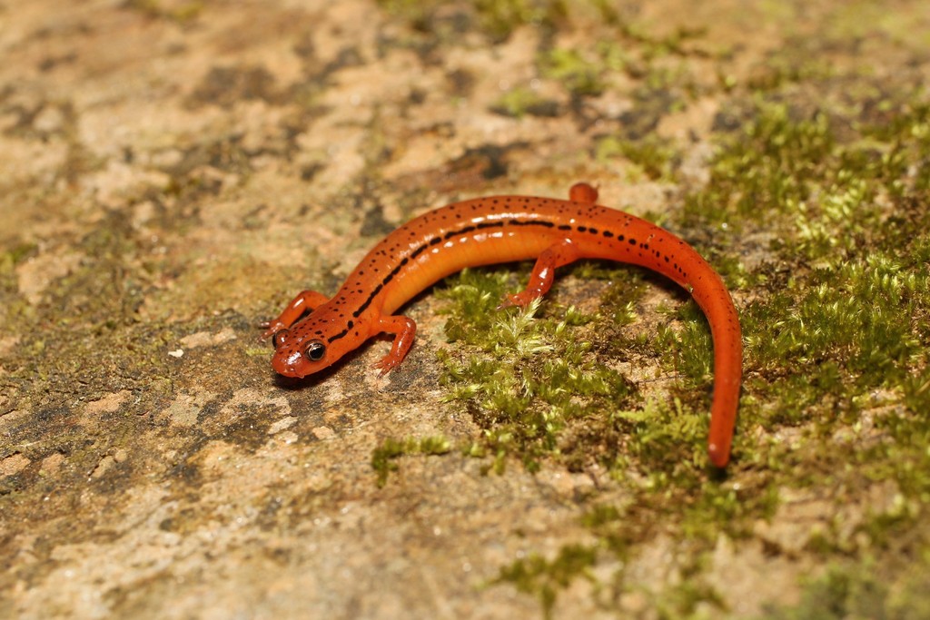 Blue Ridge Two-lined Salamander in April 2021 by Brittany M · iNaturalist