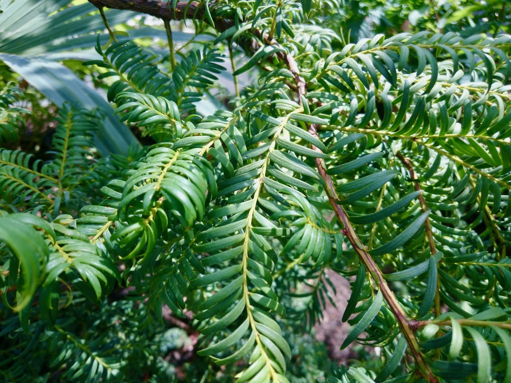Himalayan Yew (Taxus wallichiana) - Botanical Realm