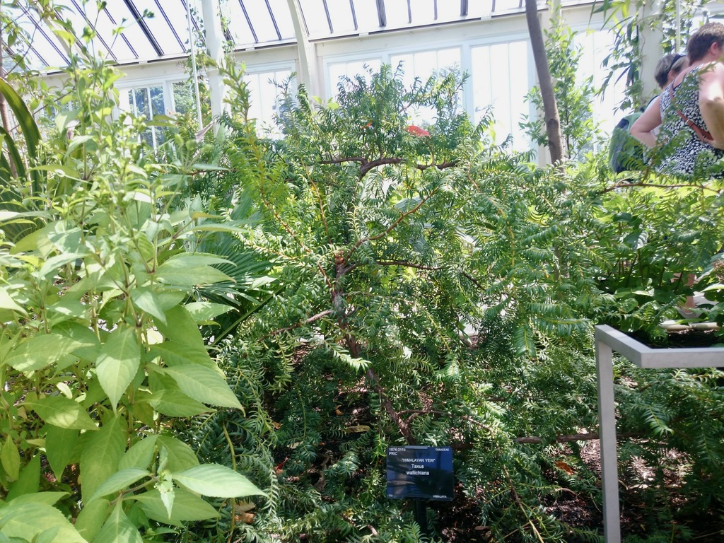 Himalayan Yew (Taxus wallichiana) - Botanical Realm