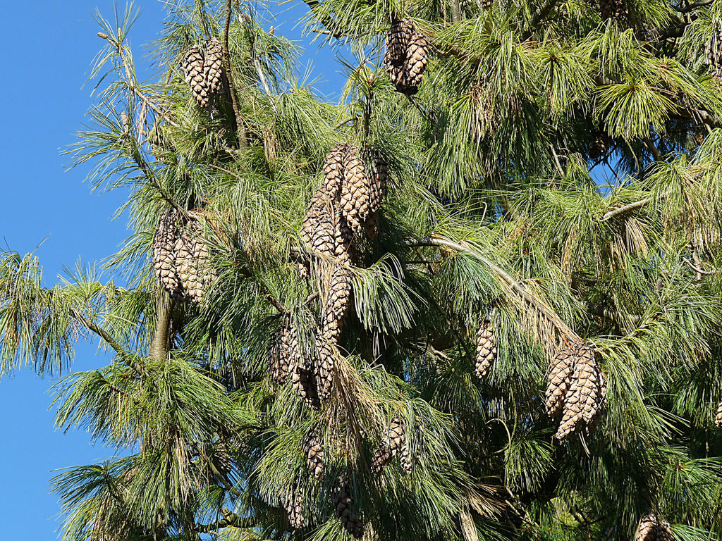 blue pine (Pinus wallichiana) - Botanical Realm