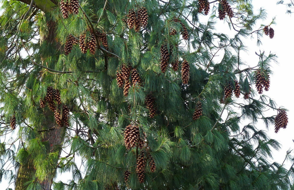 blue pine (Pinus wallichiana) - Botanical Realm