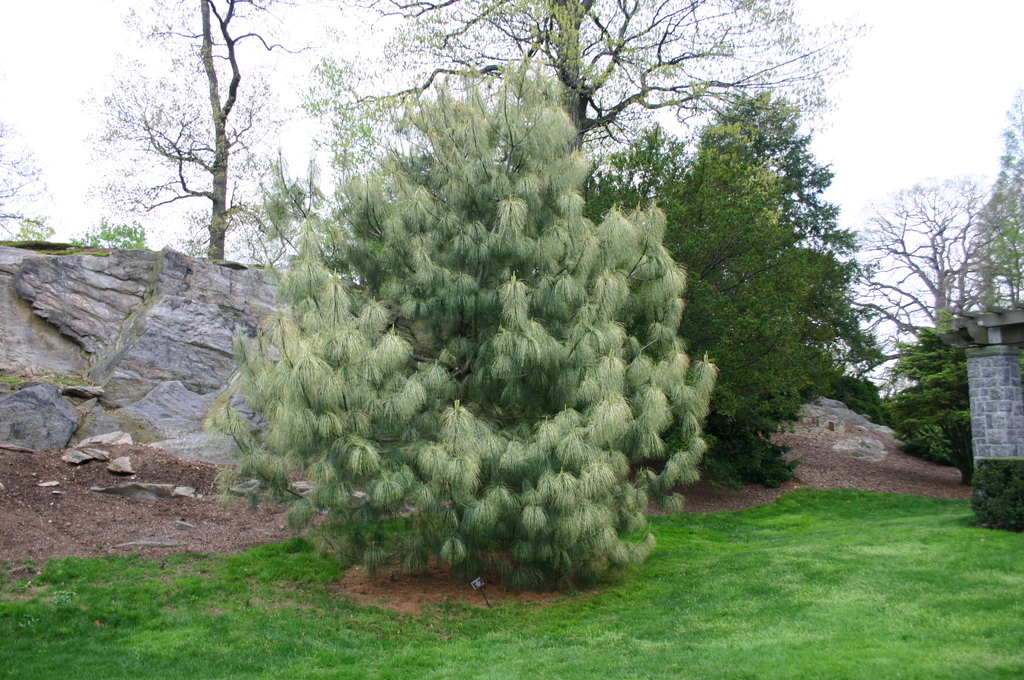 blue pine (Pinus wallichiana) - Botanical Realm