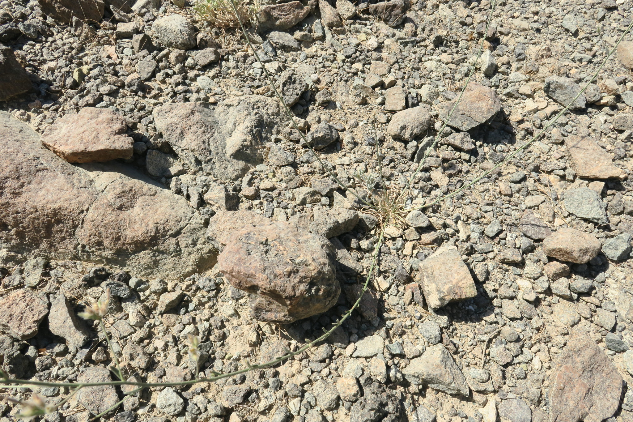Convolvulus prostratus Forssk.