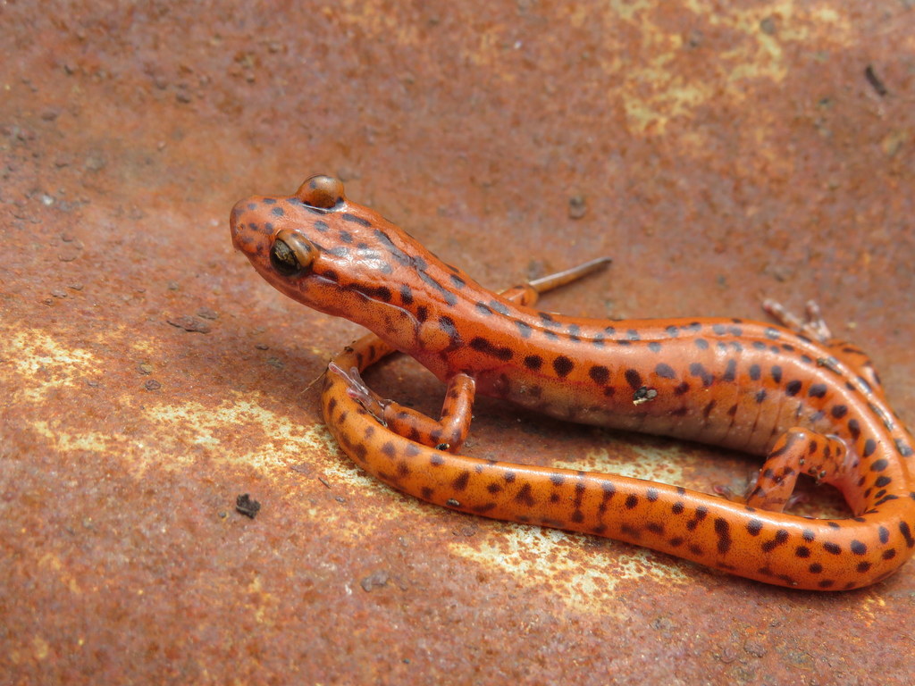 Cave Salamander in April 2021 by Jared Gorrell · iNaturalist