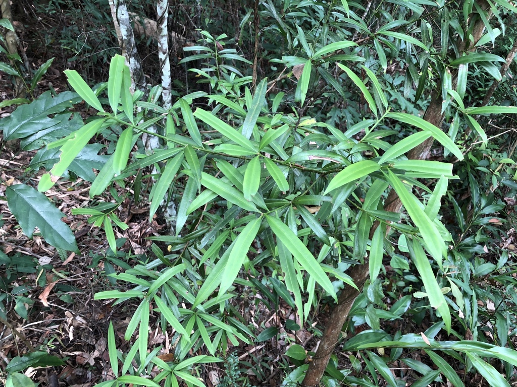 Nakai yellowwood (Podocarpus nakaii) - Botanical Realm