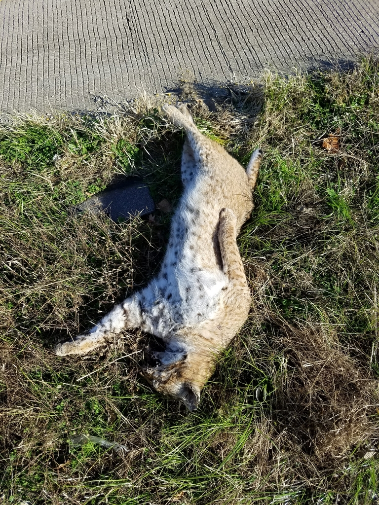 Bobcat from US-380, Princeton, TX 75407, USA on November 25, 2017 at 09 ...