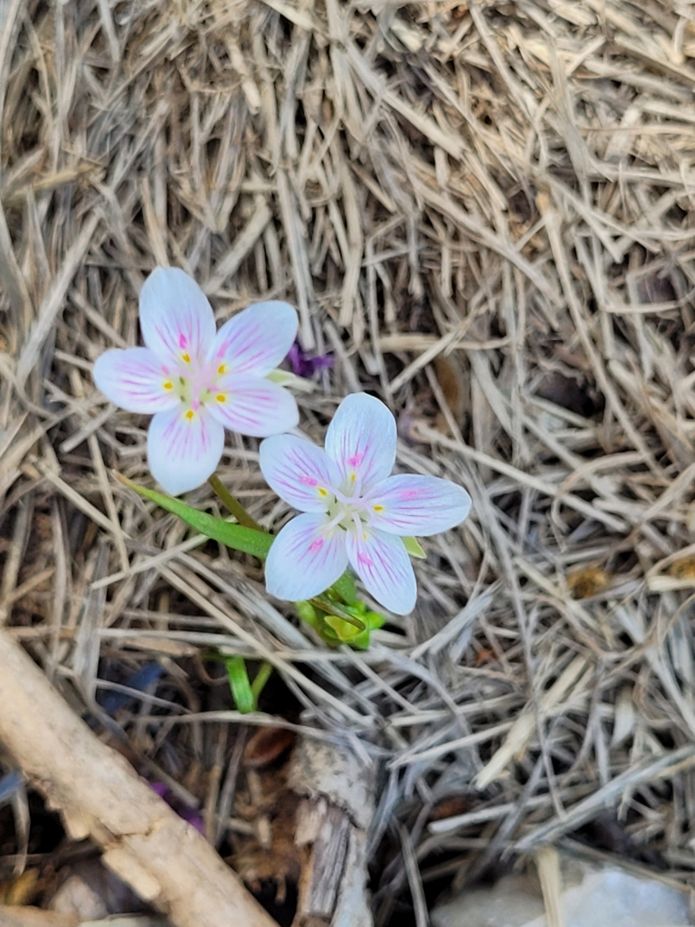 Virginia spring beauty from Edmond on April 11, 2021 at 12:42 PM by ...