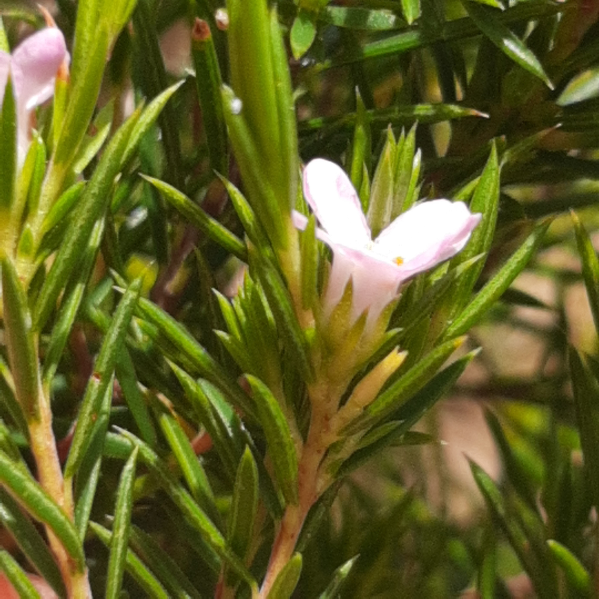 Coleonema pulchellum I.Williams