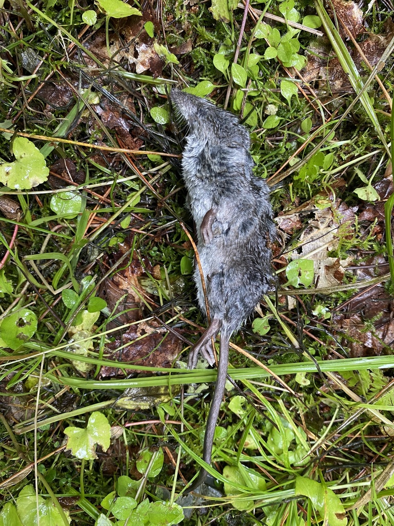 Japanese Water Shrew (Chimarrogale platycephala) - Know Your Mammals