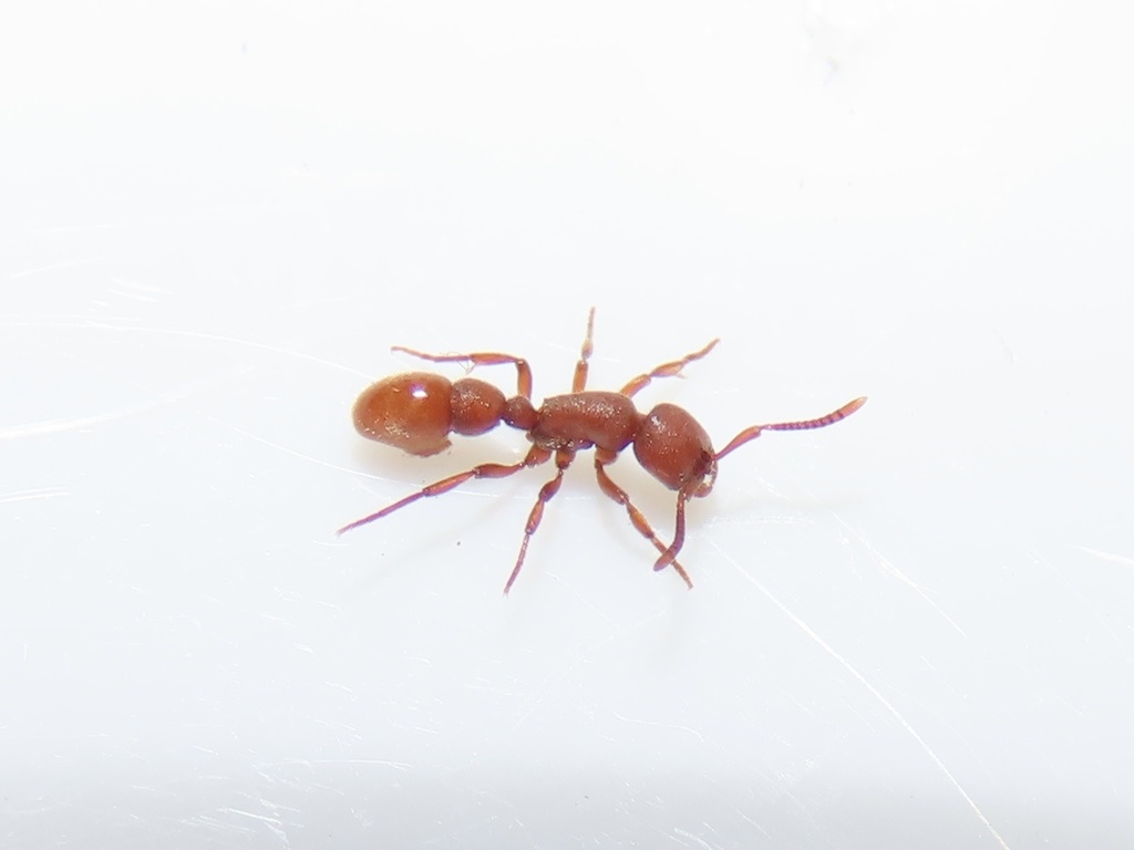 Proceratium pergandei (Ants of Virginia) · iNaturalist