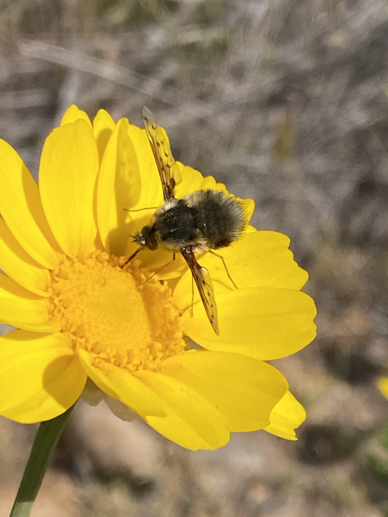 Greater Bee Flies from Mission Trails Regional Park, San Diego, CA, US ...