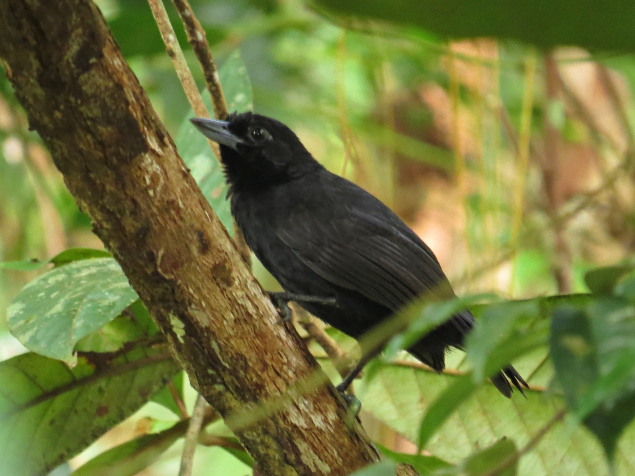 Neoctantes niger (Pelzeln, 1859)