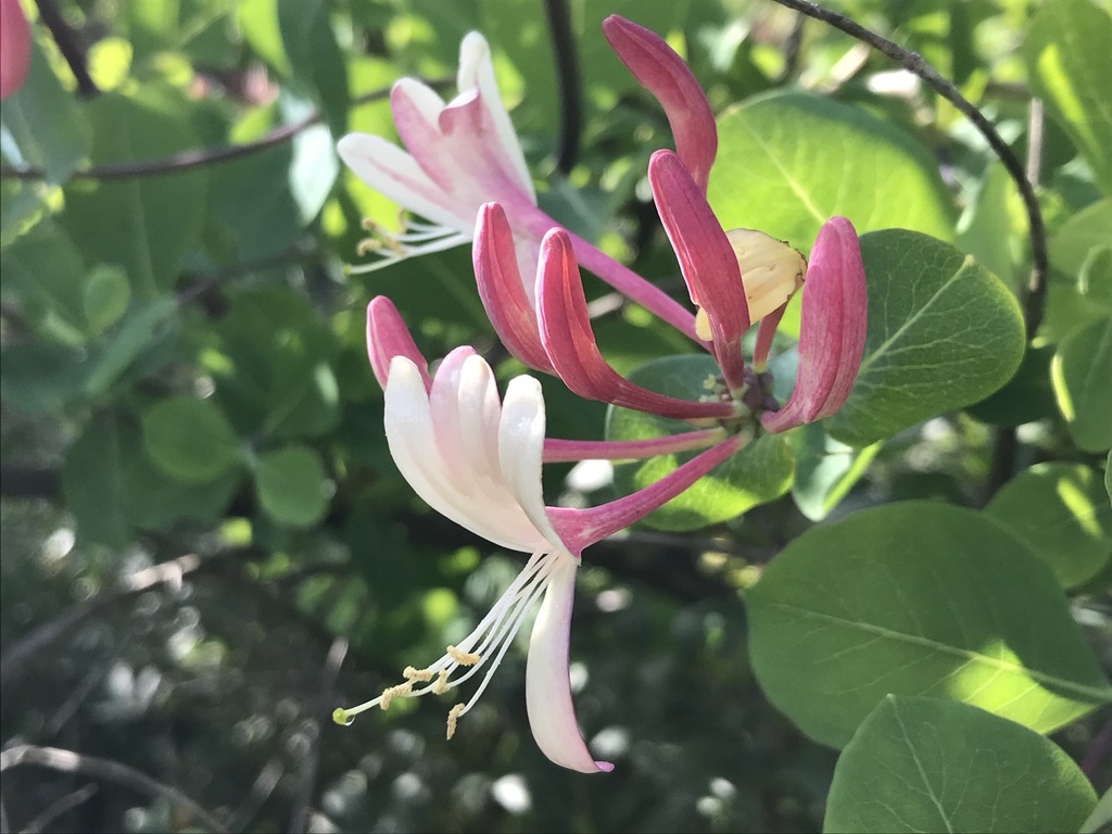 honeysuckles (Wilber Pond) · iNaturalist