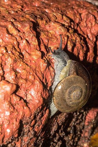 Ariophanta thyreus · iNaturalist