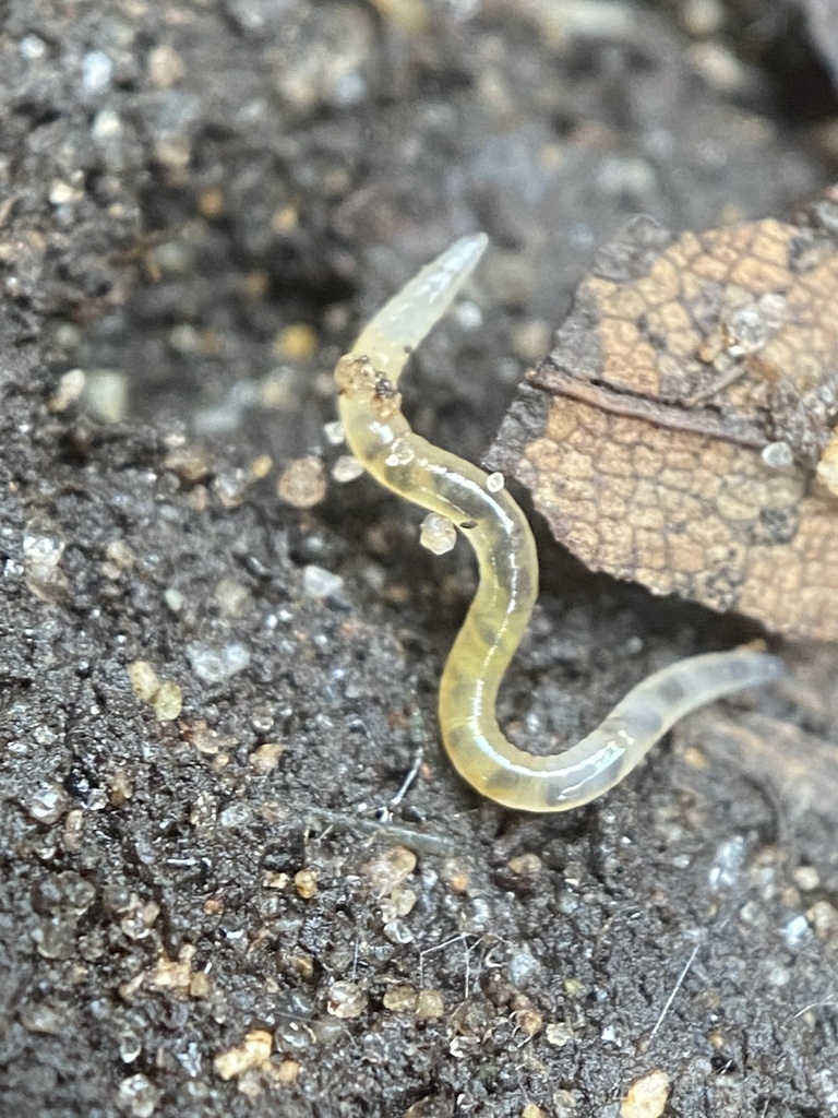 Potworms in April 2021 by Brett Ortler · iNaturalist