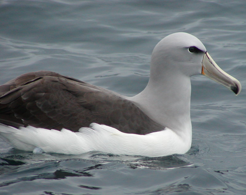 Salvin's Albatross in October 2001 by Pasi Hyvönen · iNaturalist