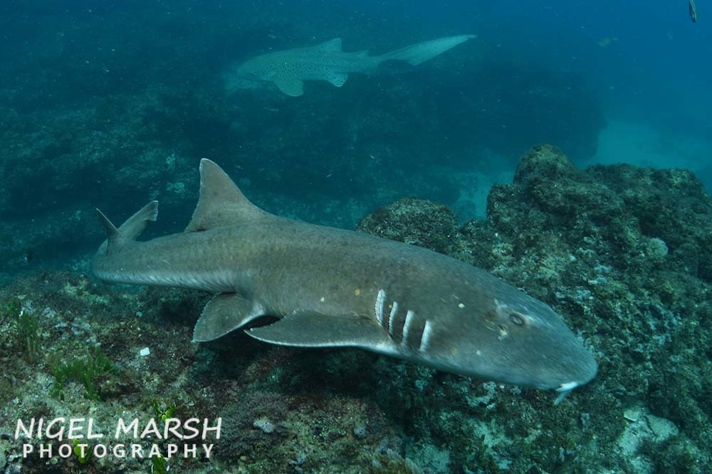 Chiloscyllium punctatum Müller & Henle, 1838