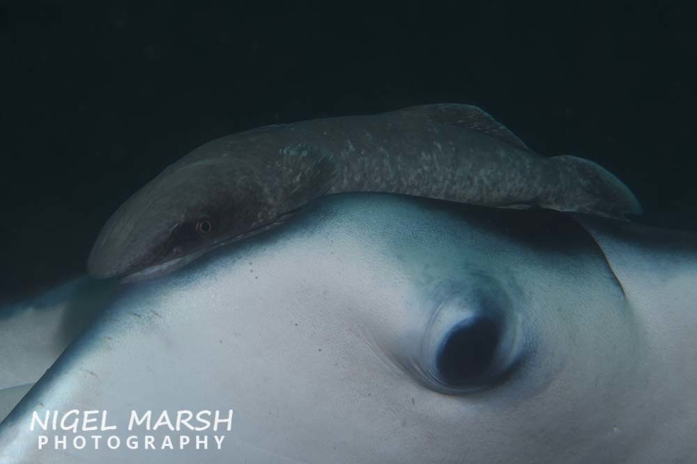 Common Remora from Queensland, Australia on April 11, 2021 at 08:36 AM ...