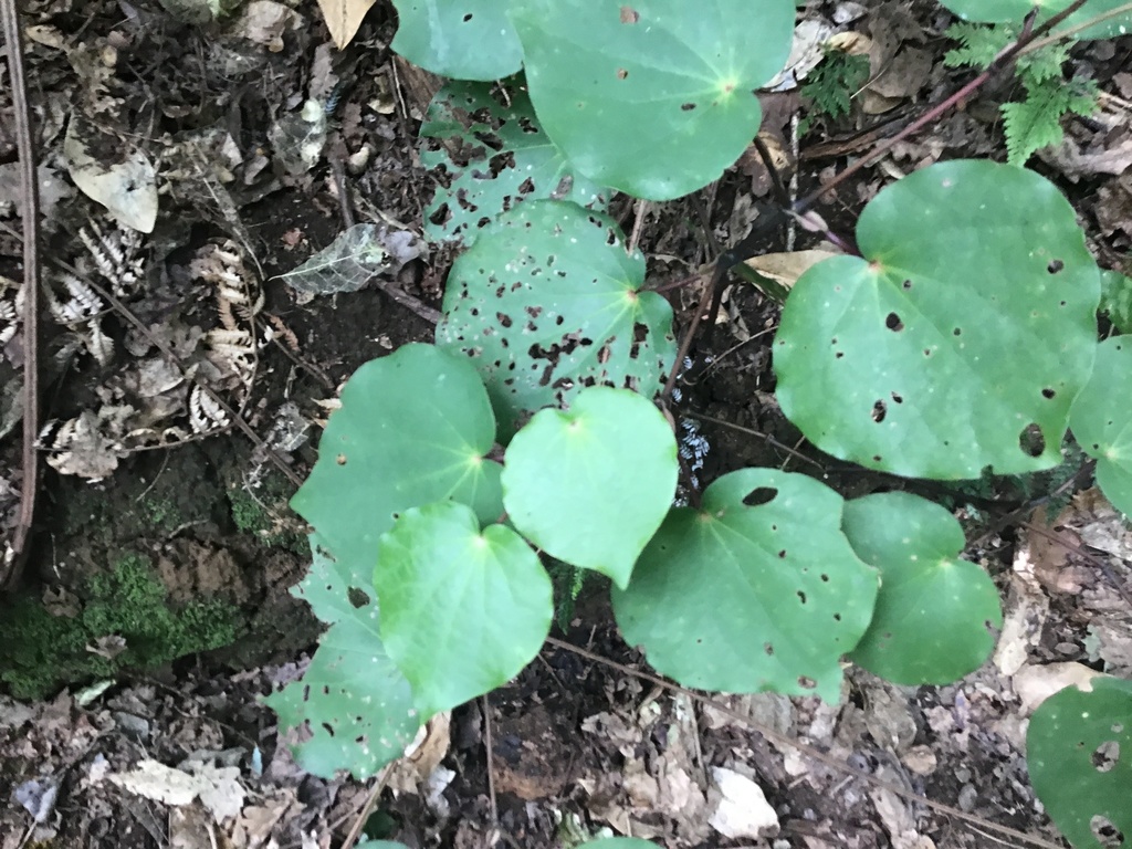 Kawakawa on April 08, 2021 at 12:21 PM by CSI Pukekawa · iNaturalist