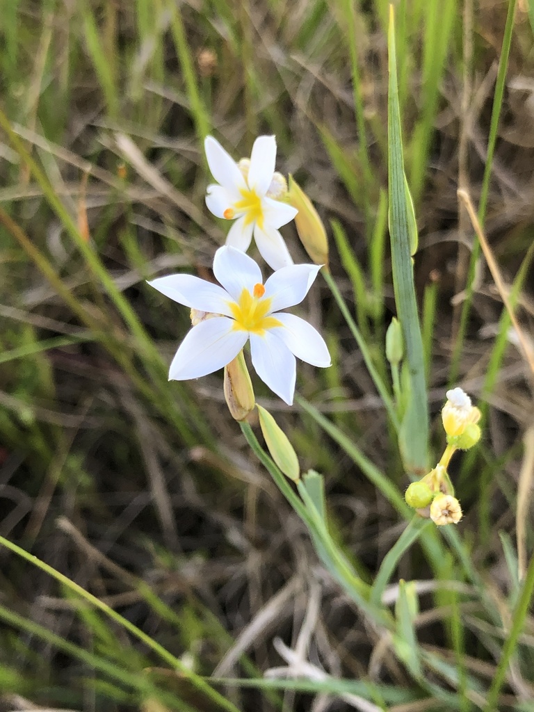 blue-eyed grasses from Westheimer Rd, Houston, TX, US on April 11, 2021 ...