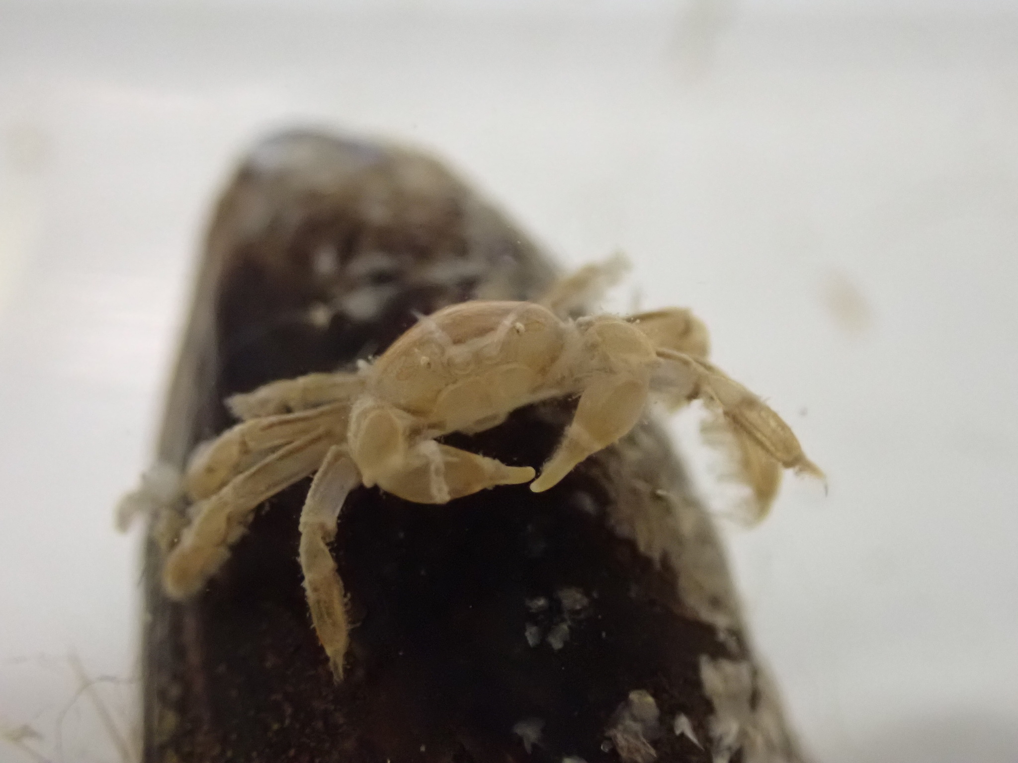 Pinnotheres pisum (Linnaeus, 1767)