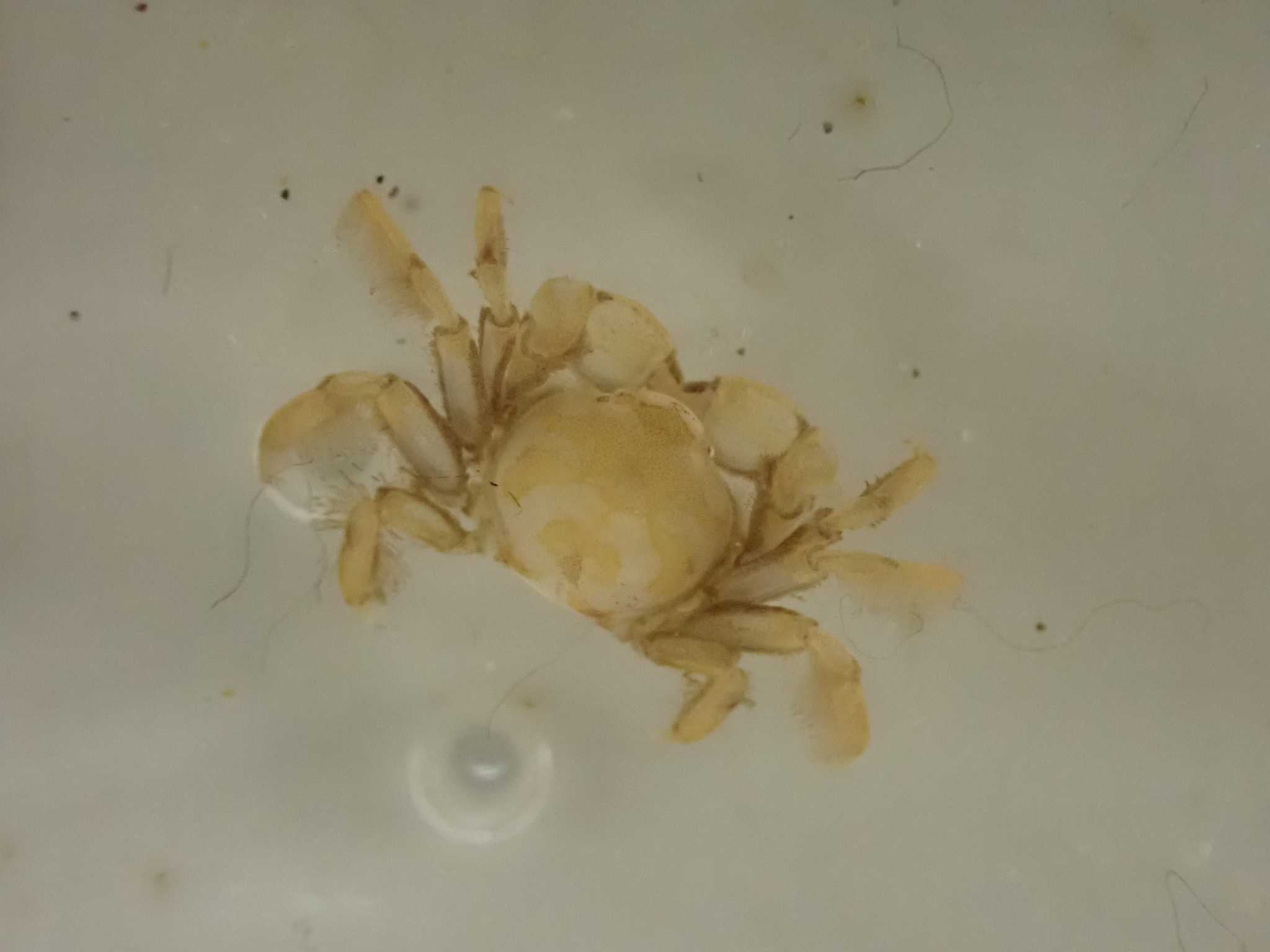 Pinnotheres pisum (Linnaeus, 1767)