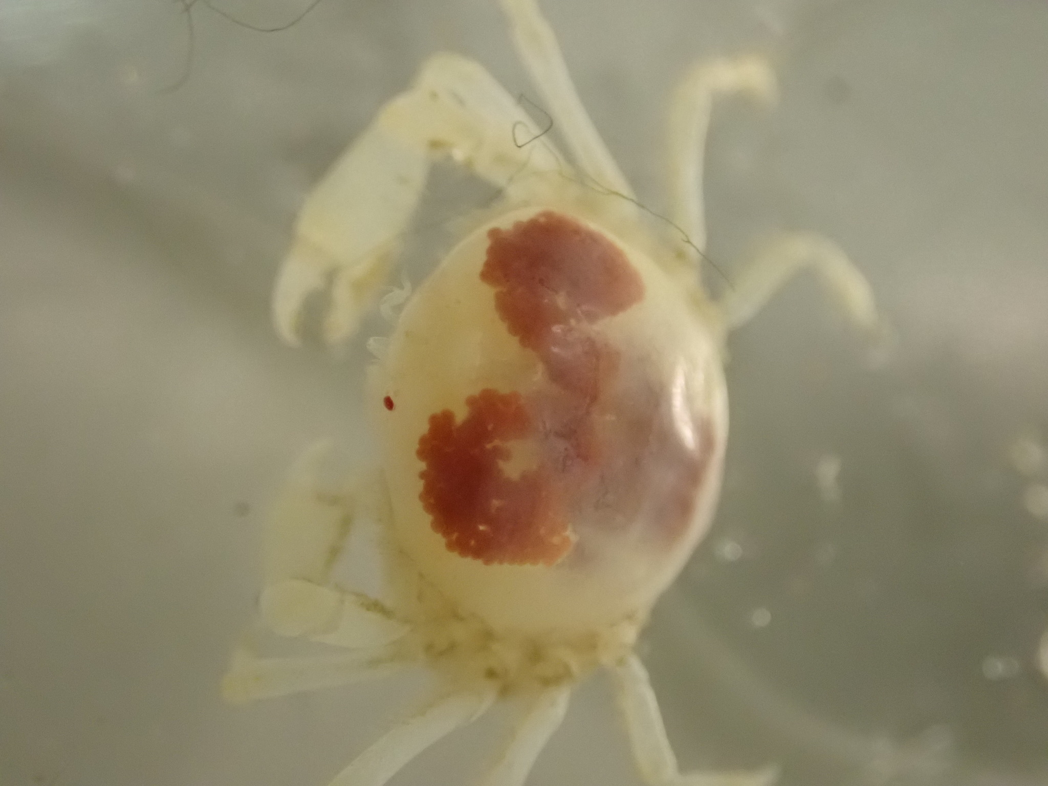 Pinnotheres pisum (Linnaeus, 1767)