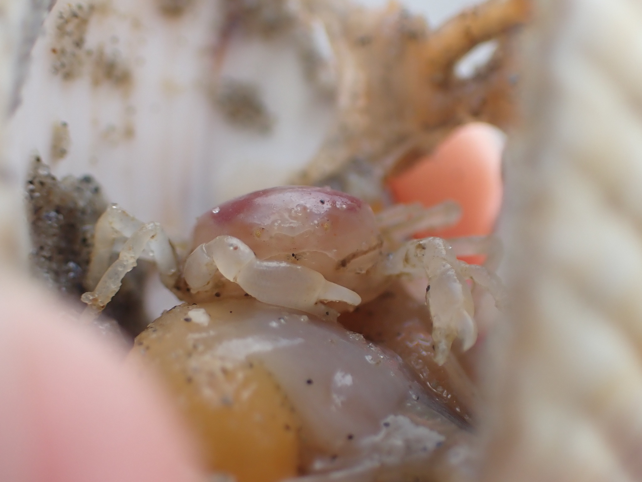 Pinnotheres pisum (Linnaeus, 1767)