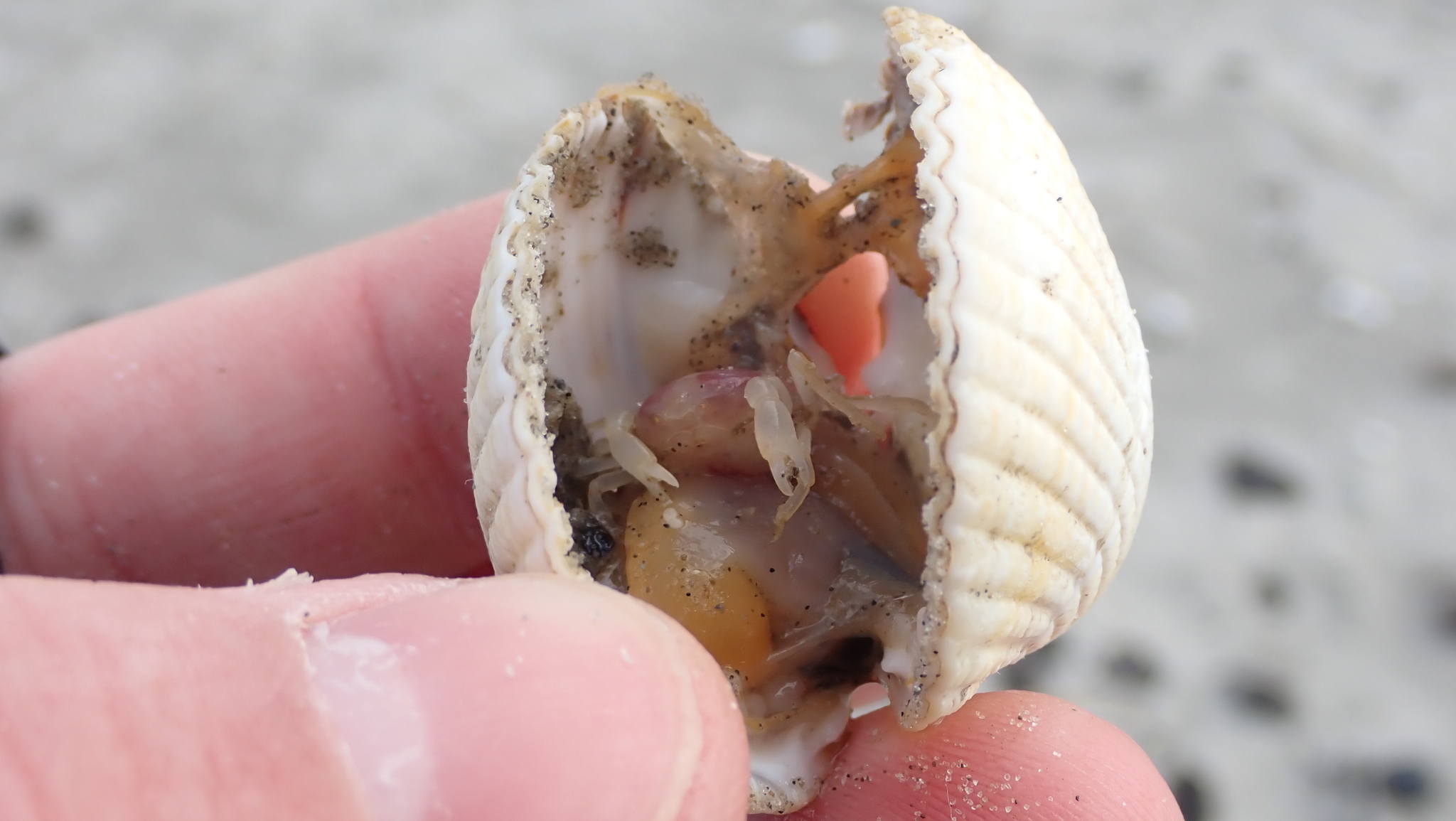 Pinnotheres pisum (Linnaeus, 1767)