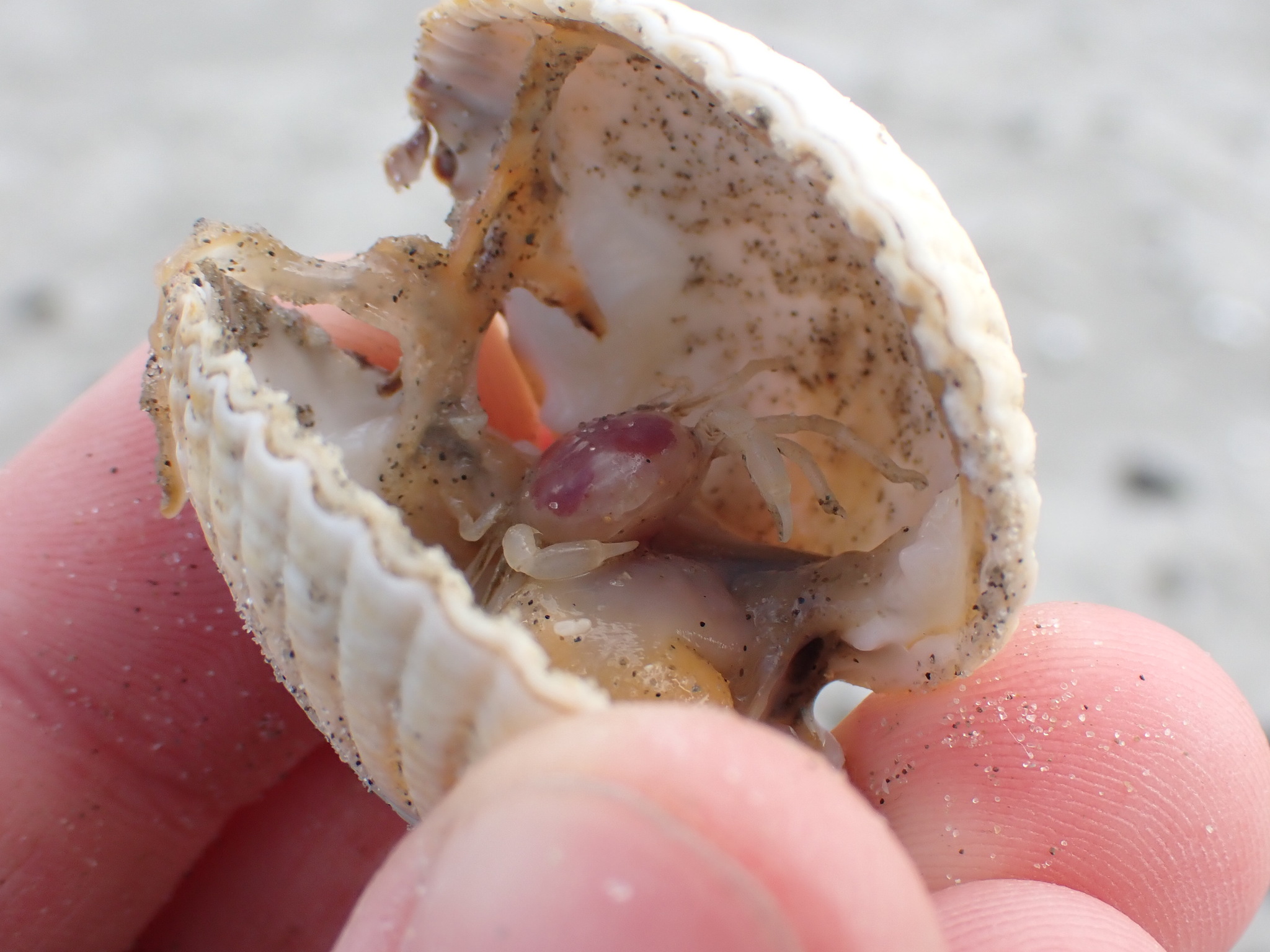 Pinnotheres pisum (Linnaeus, 1767)