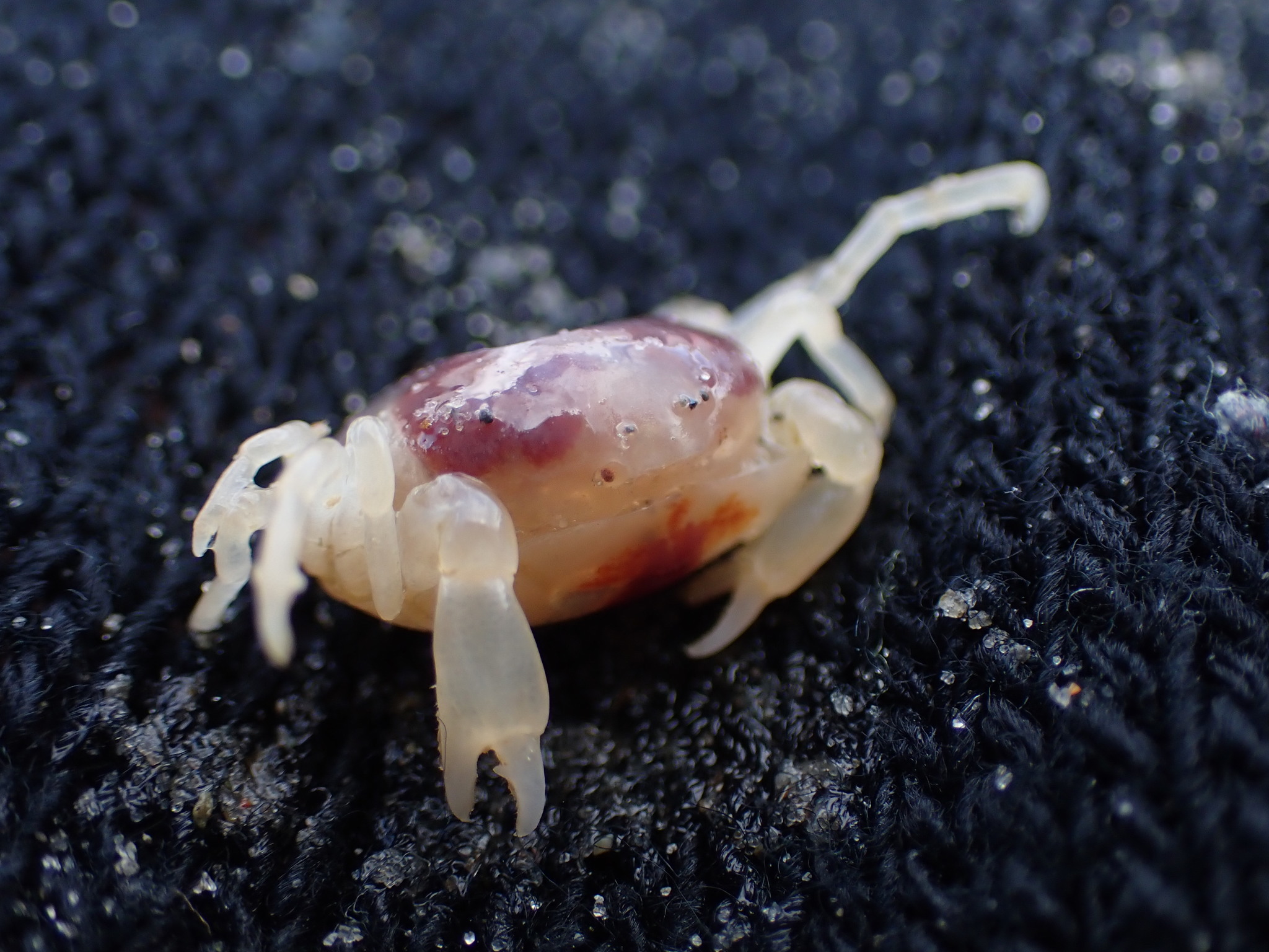 Pinnotheres pisum (Linnaeus, 1767)