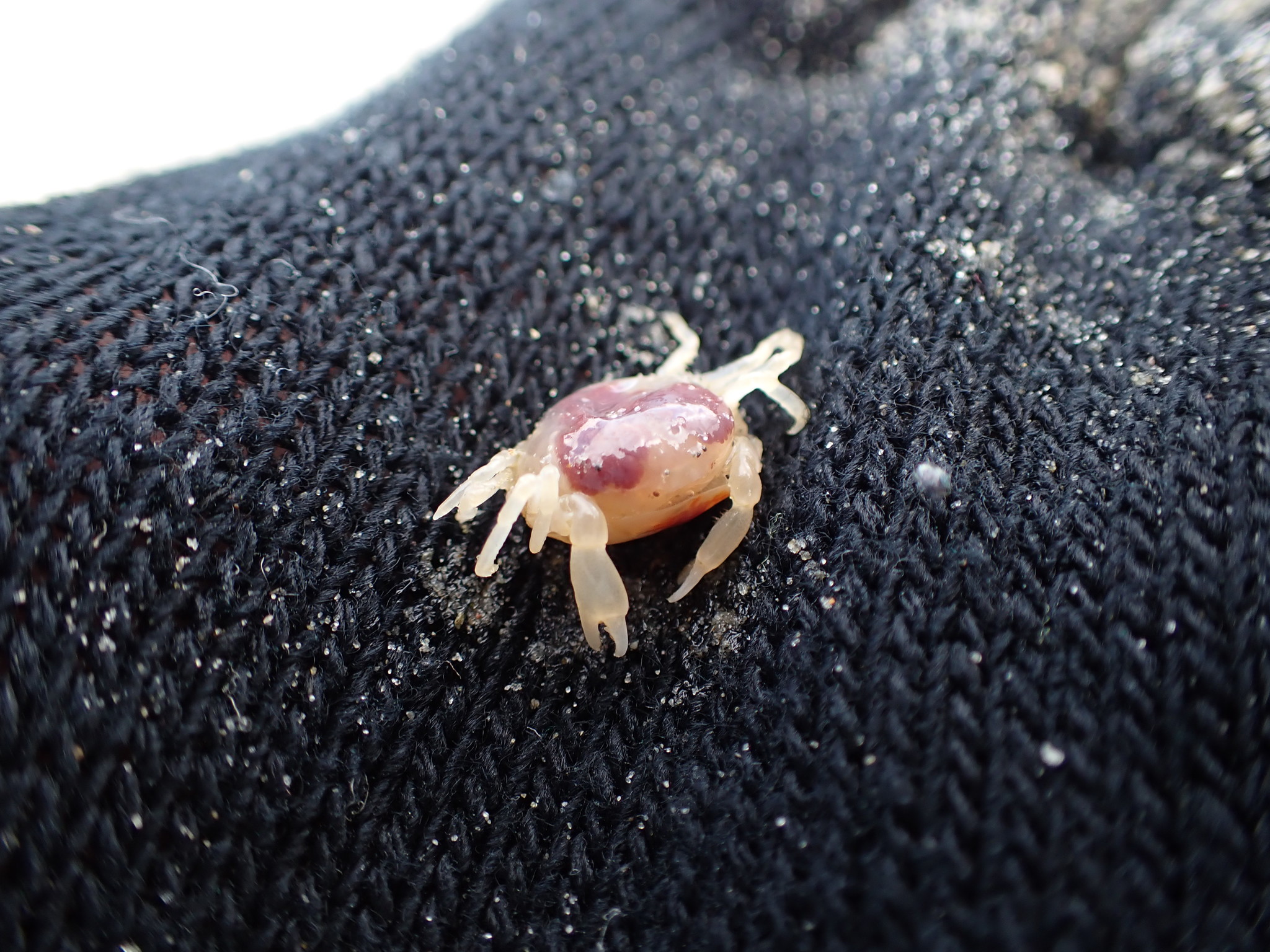 Pinnotheres pisum (Linnaeus, 1767)