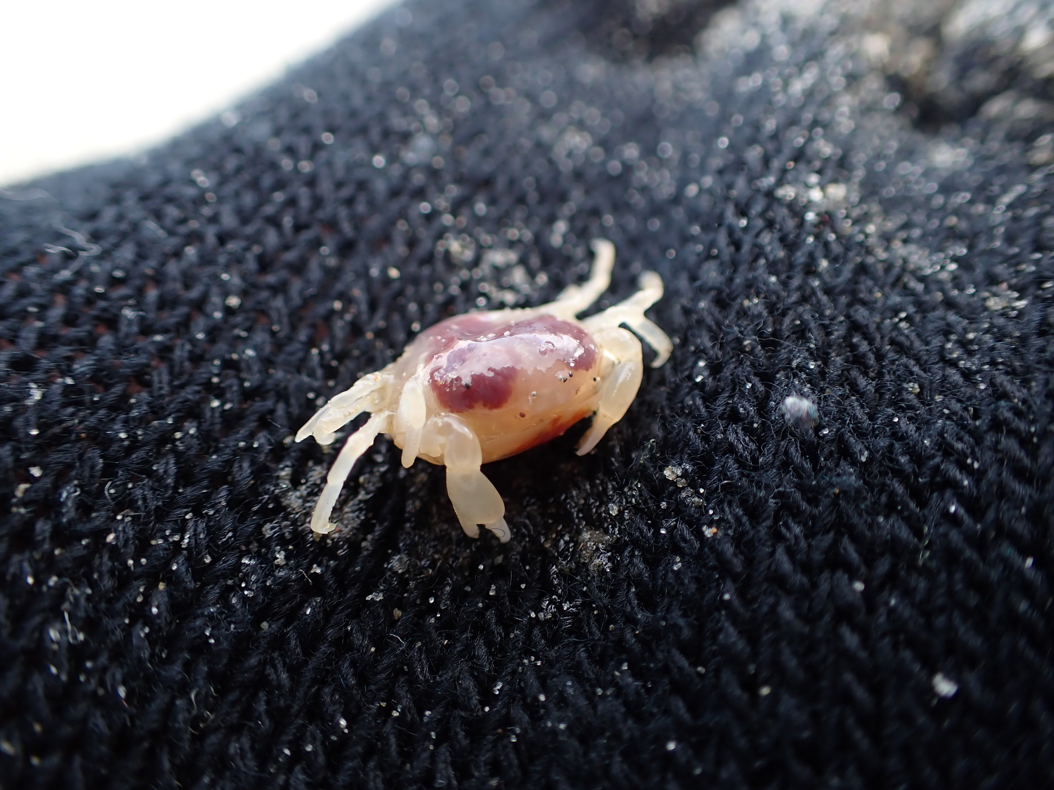 Pinnotheres pisum (Linnaeus, 1767)