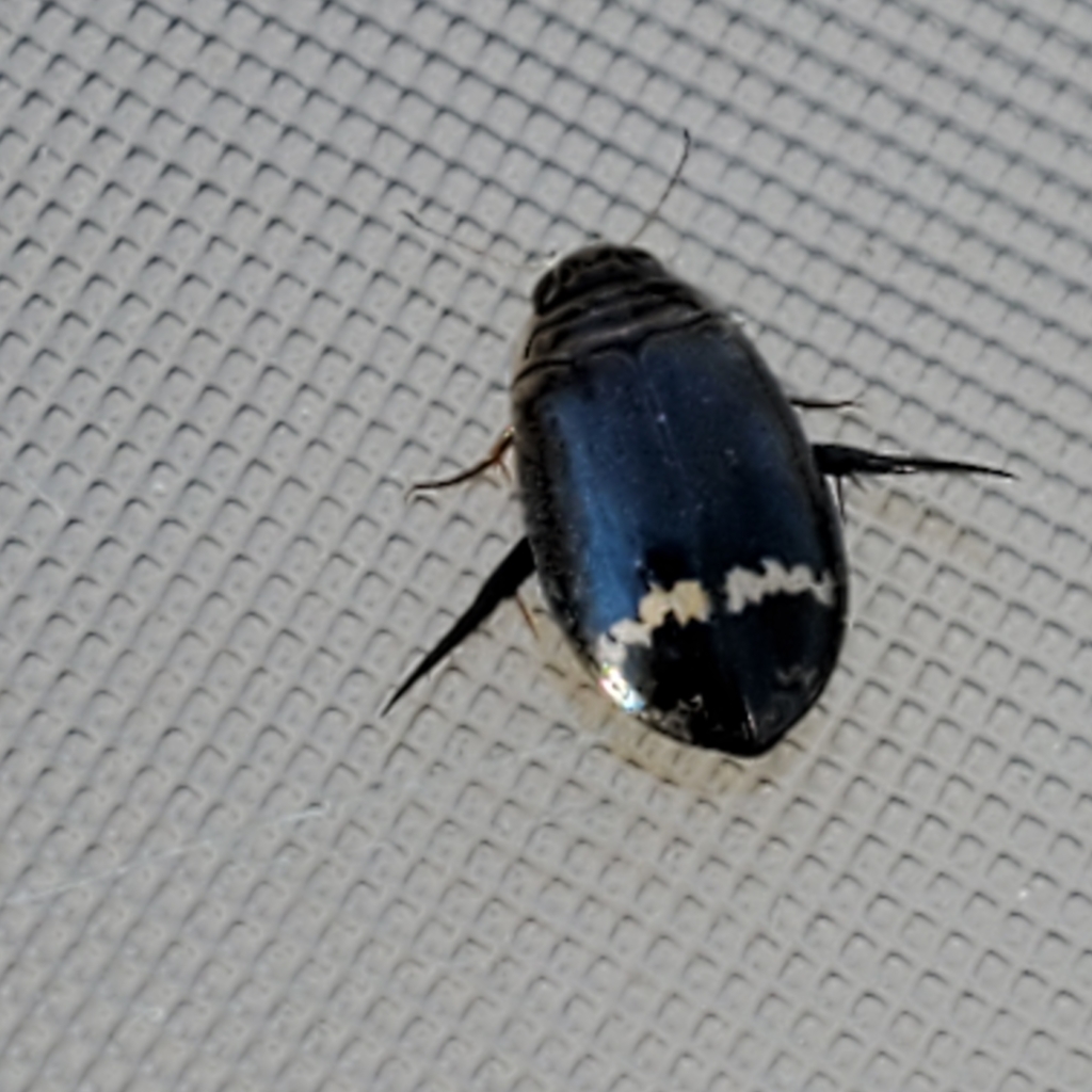 Acilius mediatus from Glyndon, MD 21136, USA on April 11, 2021 at 05:38 ...