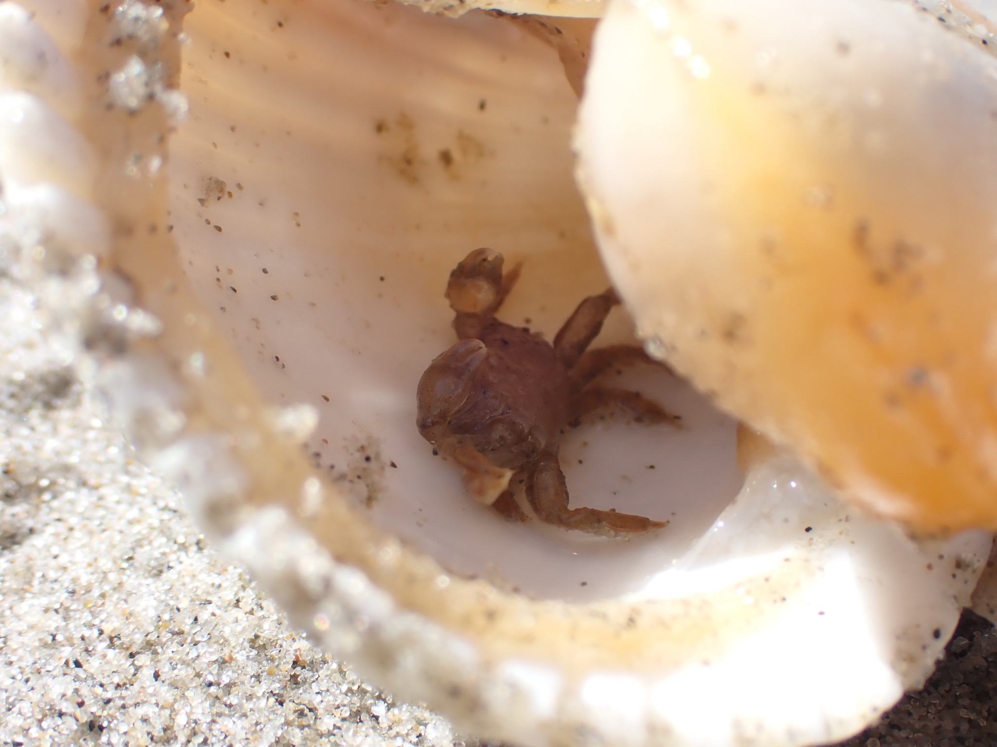 Pinnotheres pisum (Linnaeus, 1767)