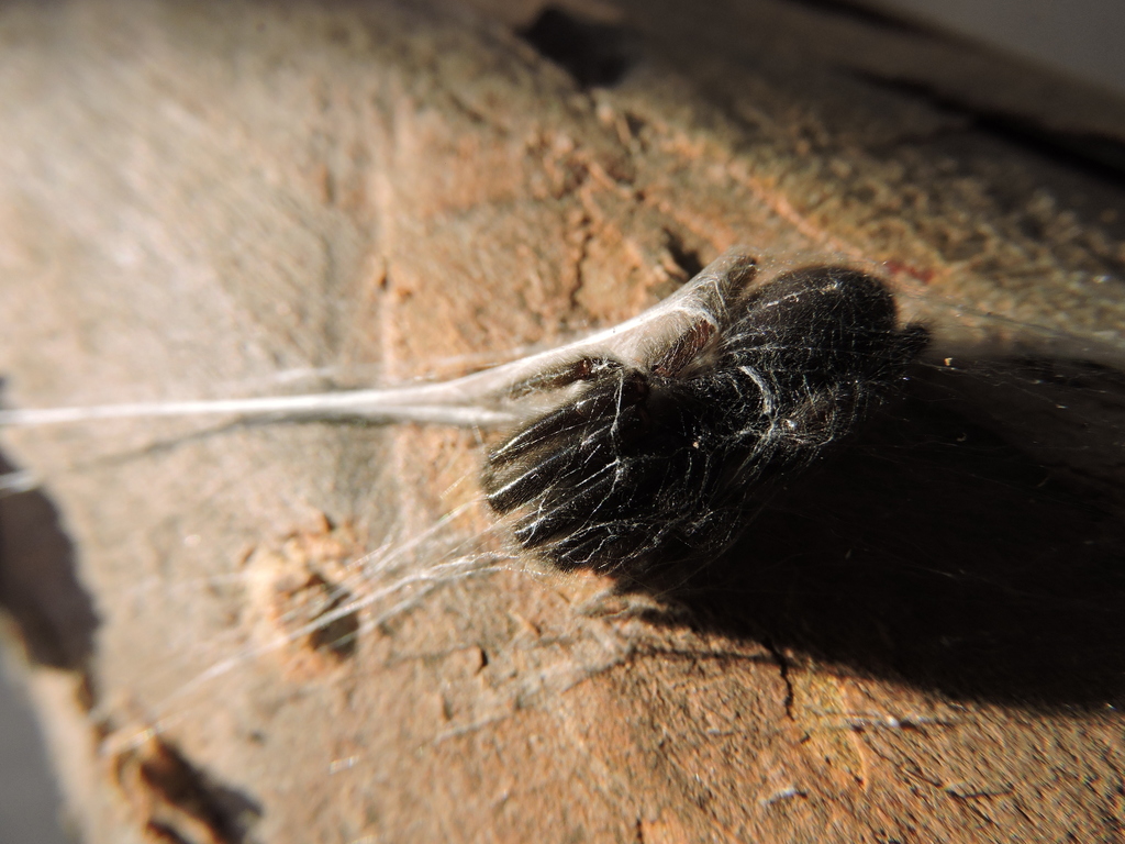 Tube-web Spiders from Alemana Alto, Concepción, Bío-Bío, CL on March 25 ...
